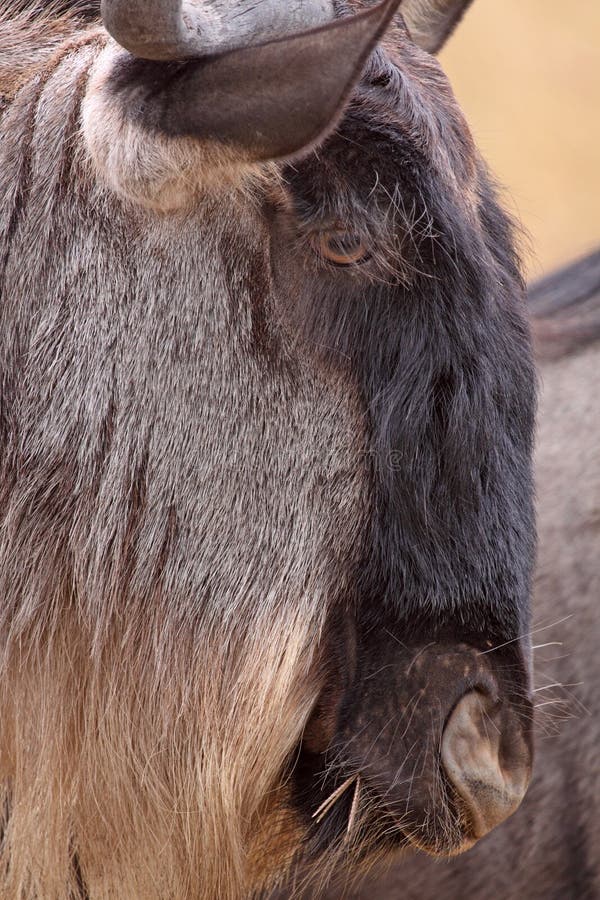 Wildebeest Head stock image. Image of close, volcanic - 12149271