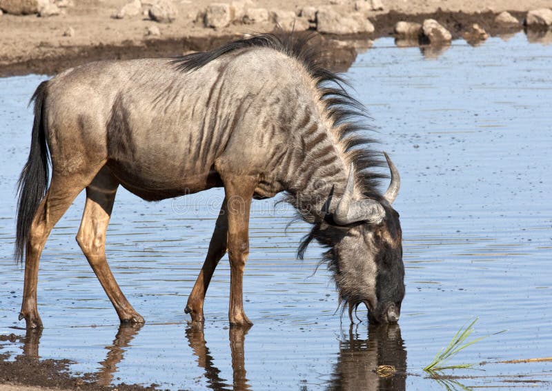 Wildebeest - Namibia stock image. Image of connochaetes - 13969013