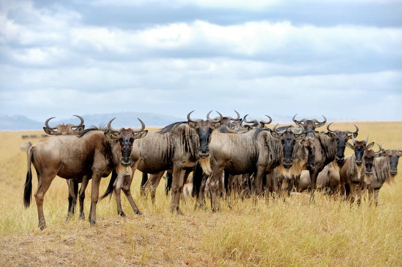 Wildebeest stock photo. Image of fast, natural, great - 60040054