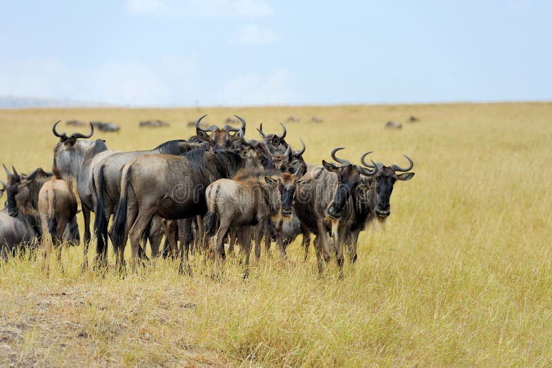 Wildebeest in National Park of Kenya Stock Photo - Image of african ...