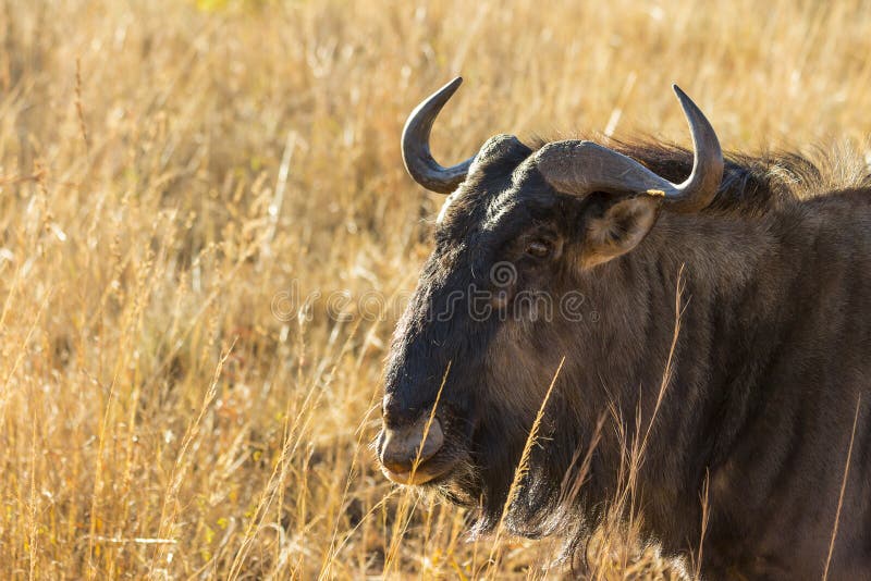Wildebeest Portrait in the Wild Stock Image - Image of masai, savanna ...