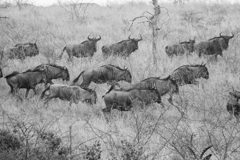 Wildebeest on the Run stock image. Image of game, herd - 51447071