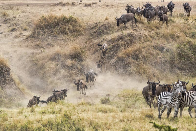 Wildebeest on the Run stock image. Image of animals - 233287279