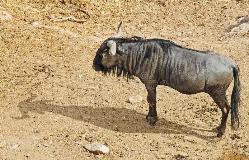Wildebeest stock photo. Image of antelope, sand, bison - 43533076
