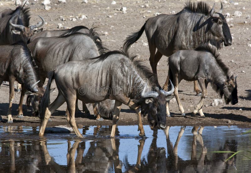 Wildebeest (taurinus Del Connochaetes) Imagen de archivo - Imagen de ...