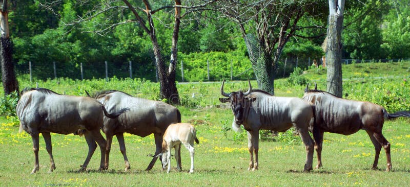 The Wildebeest or Wildebai, Also Called the Gnu Stock Photo - Image of ...