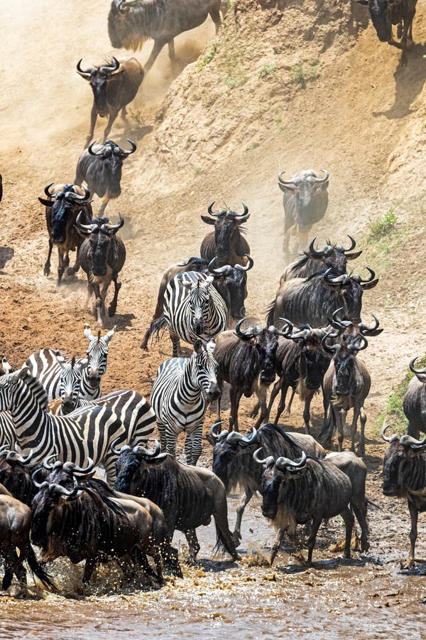 Wildebeest and Zebra Running at Mara River Bank Stock Photo - Image of ...