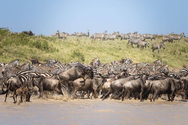 Wildebeest and Zebra at a Water Hole and a Wildebeest Jumping Up Stock ...