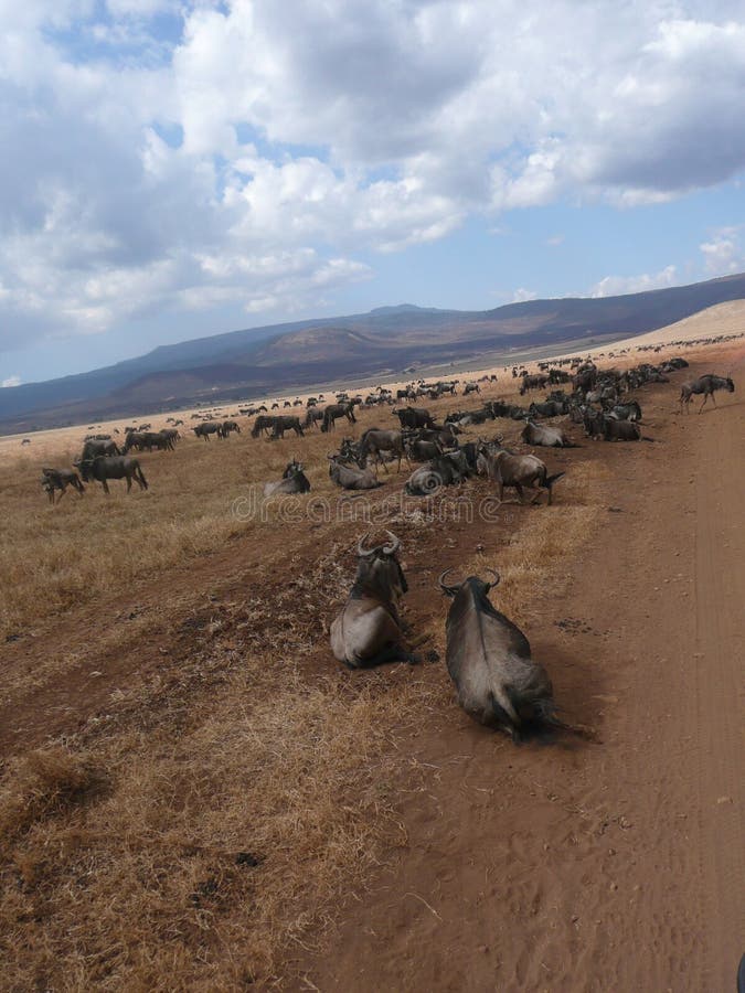 Wildebeests migrating stock image. Image of wilderness - 43446567