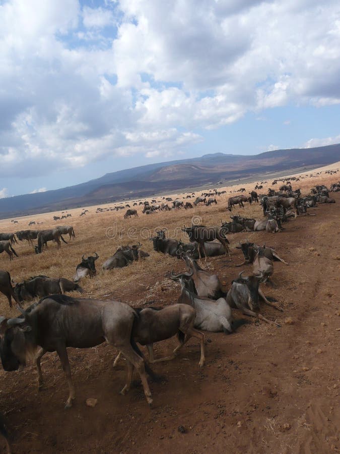 Wildebeests migrating stock image. Image of migration - 43446573