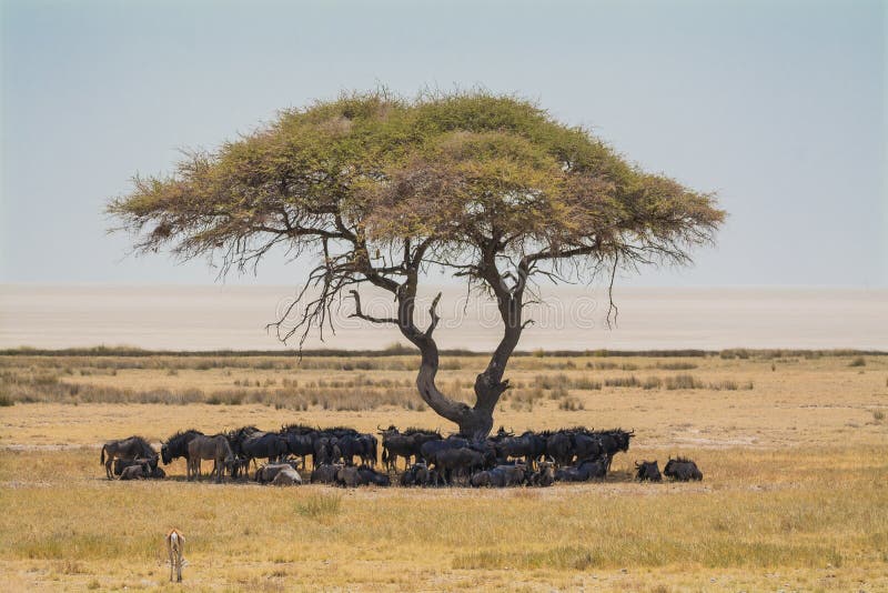Wildebeests Under Acacia Tree in Etosha National Park Namibia Stock ...