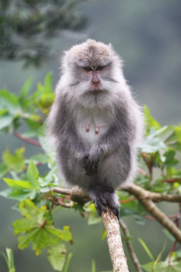 Wilder Affe, Der Auf Einem Glied Steht Stockfoto - Bild von tier, asien ...