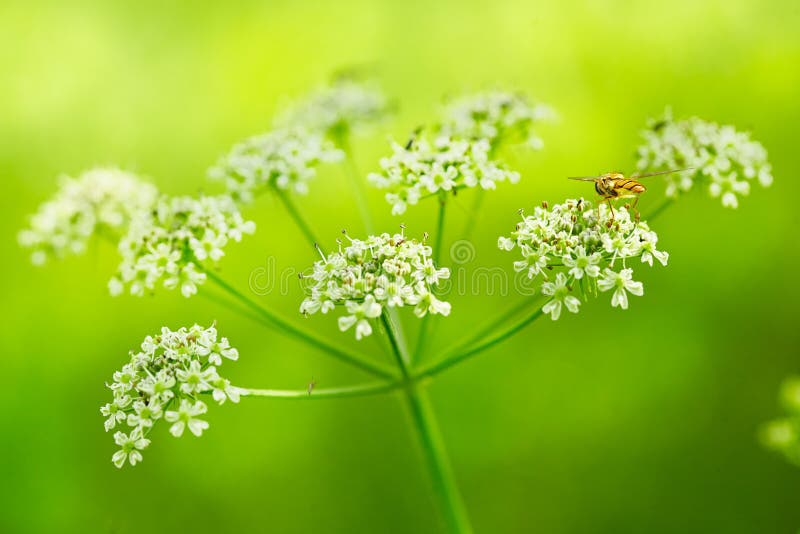 Wilder Dill stockbild. Bild von gras, wiese, dill, gelb - 50692799