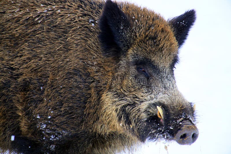 Eber stockfoto. Bild von mann, wild, holz, nahaufnahme - 65561156