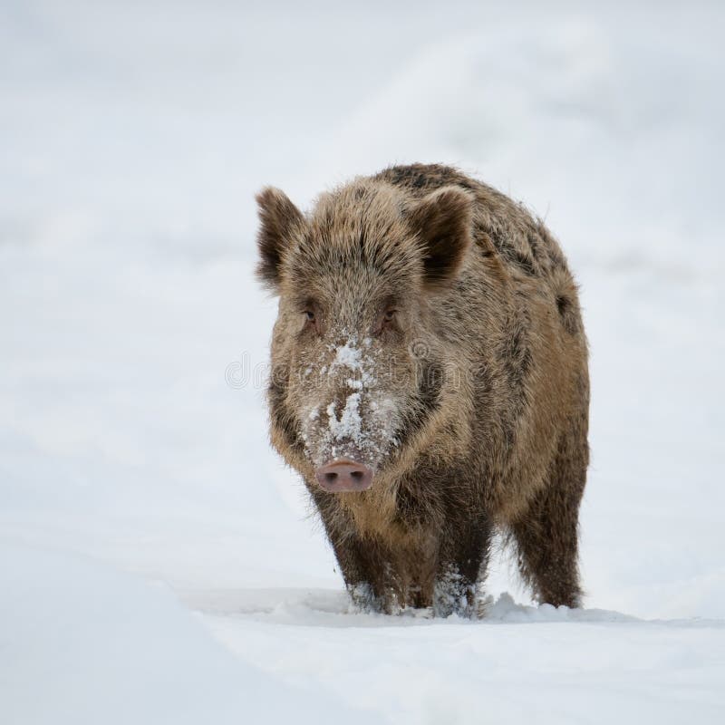 Wilder Eber stockfoto. Bild von schwein, fallen, herbst - 18676810