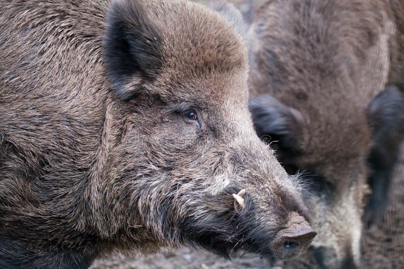 Wilder Eber stockfoto. Bild von braun, pelz, eber, säugetier - 23386668