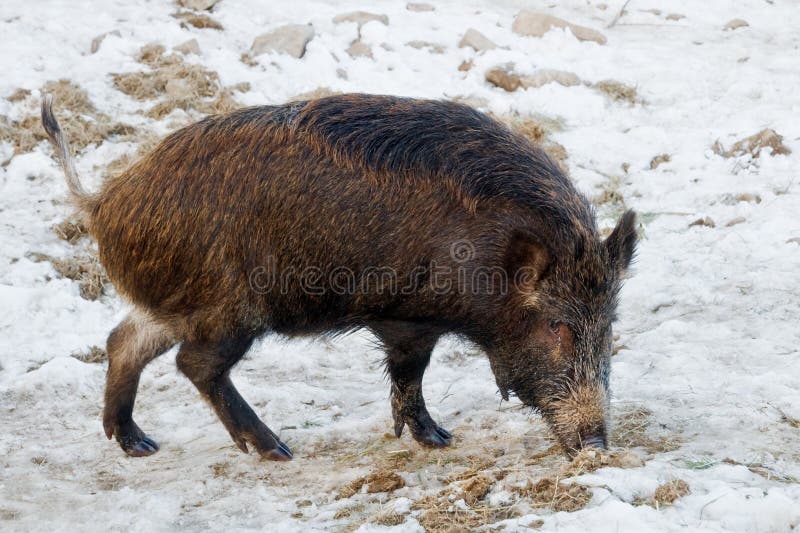 Wilder Eber stockbild. Bild von erwachsener, eber, winter - 23754071
