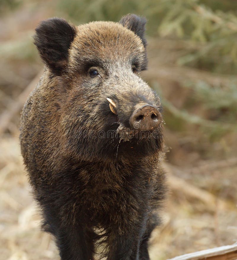 Wilder Eber Mit Schnee Auf Schnauze Stockfoto - Bild von robust, zähne ...