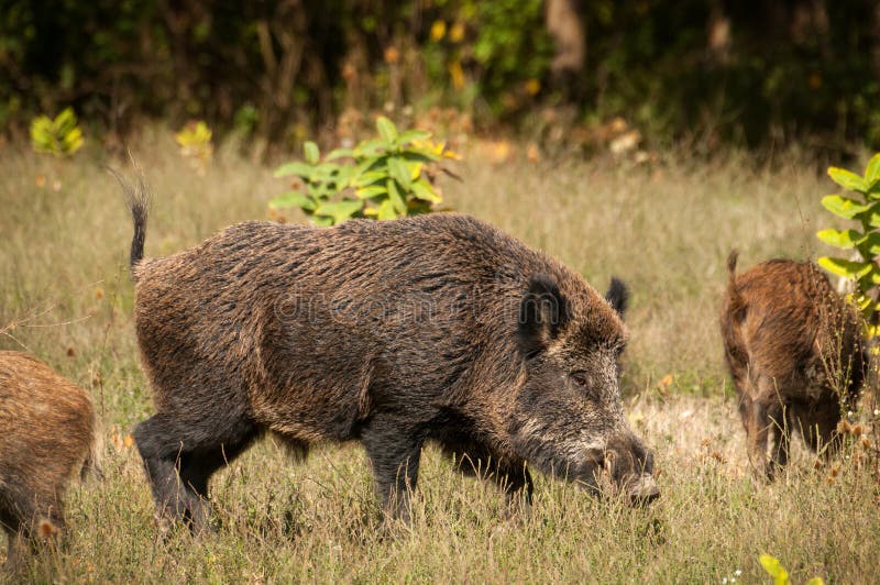 Eber stockbild. Bild von draussen, pelz, nave, nahaufnahme - 65561045
