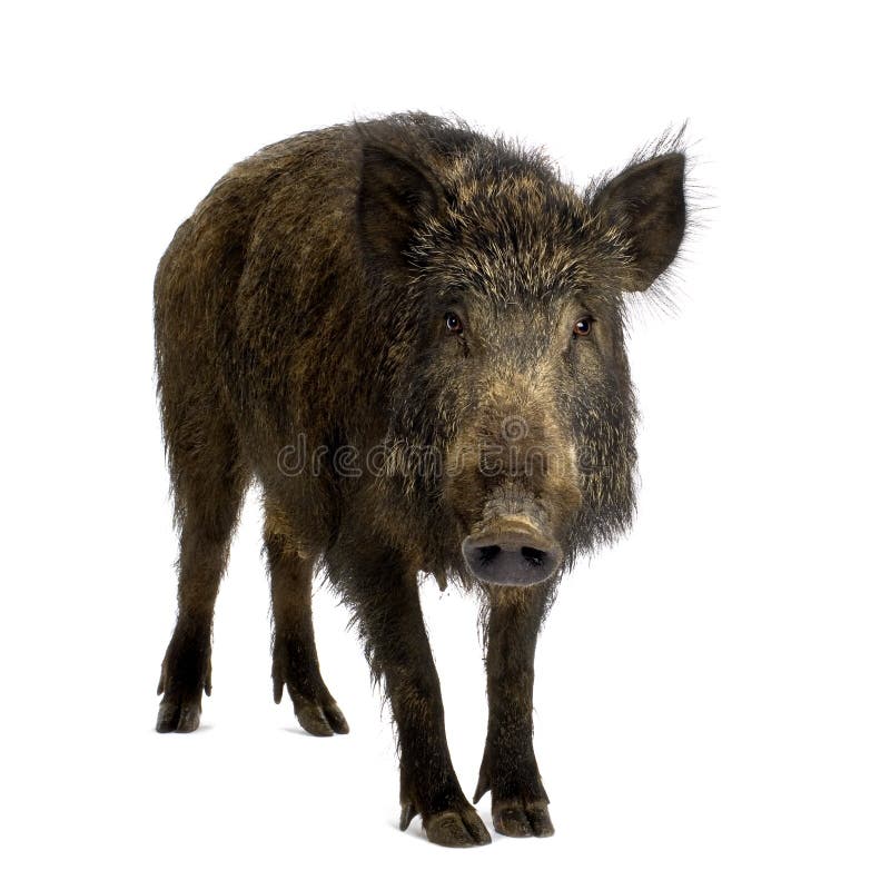 Eber stockfoto. Bild von schwein, nave, dickicht, frühling - 65561156
