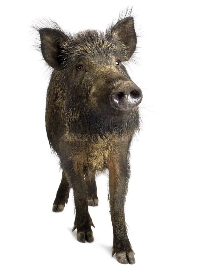 Eber stockfoto. Bild von schwein, nave, dickicht, frühling - 65561156