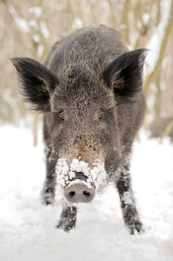 Junger Wilder Eber, Der Seine Streifen Zeigt Stockbild - Bild von ...