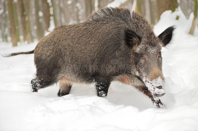 Wilder Eber stockfoto. Bild von pelz, schwein, umgebung - 26351738