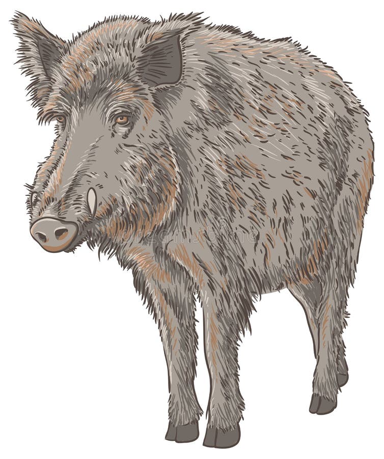 Kopf Des Wilden Ebers Im Lorbeerkranz Tafel Vektor Abbildung ...
