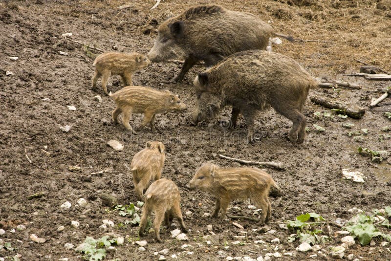 Wilder Eber stockfoto. Bild von auge, dickicht, leuchte - 30939492