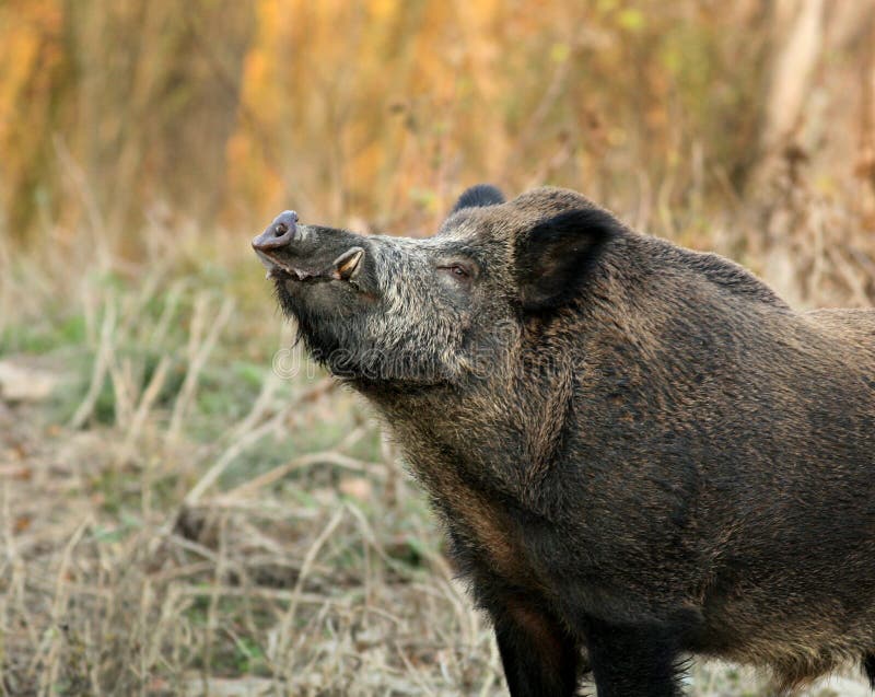 Kopf Des Wilden Ebers Im Schlamm Stockfoto - Bild von fleisch, kopf ...