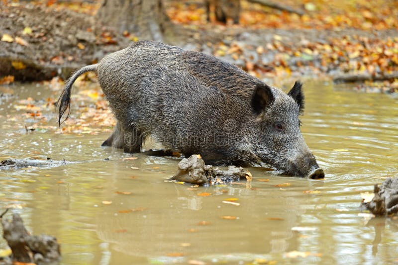 Wilder Eber stockbild. Bild von erwachsener, eber, winter - 23754071