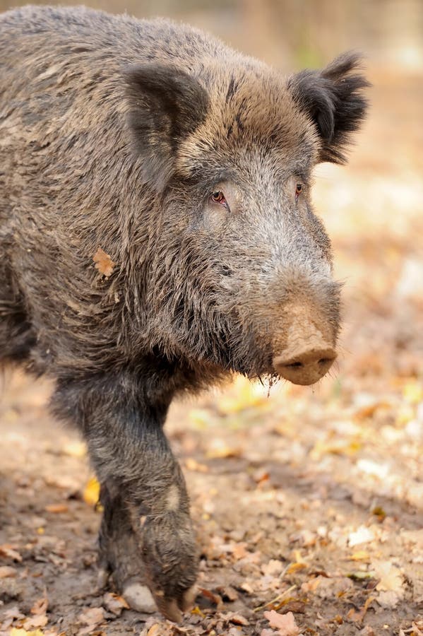 Wilder Eber stockbild. Bild von pelz, bäume, umgebung - 34338707