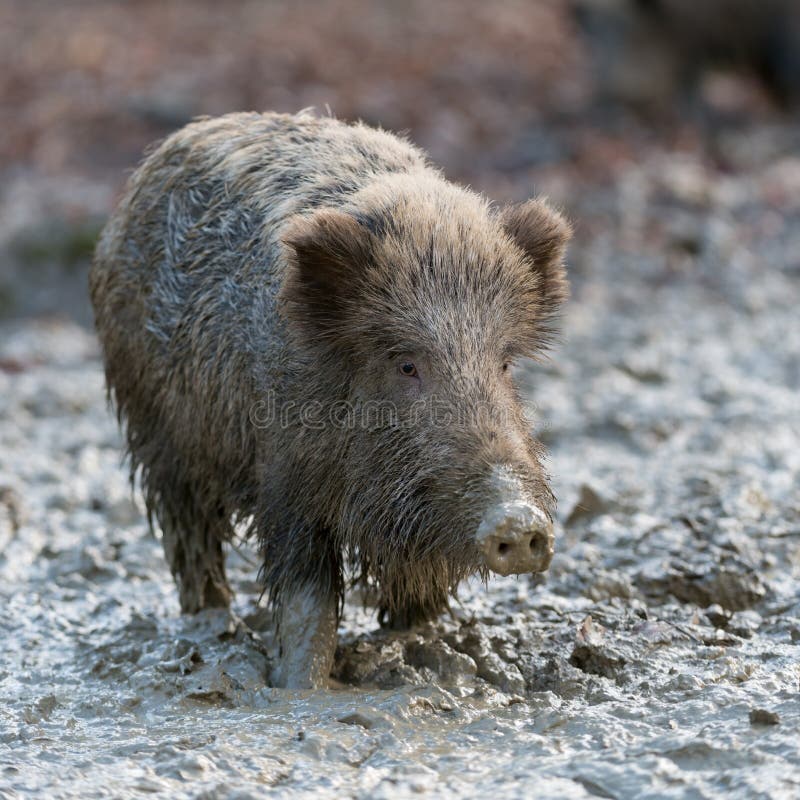 Wilder Eber stockbild. Bild von wildnis, eber, schwein - 35054359