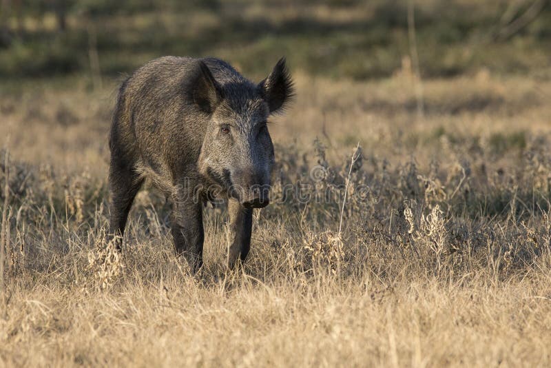 Eber stockbild. Bild von draussen, pelz, nave, nahaufnahme - 65561045