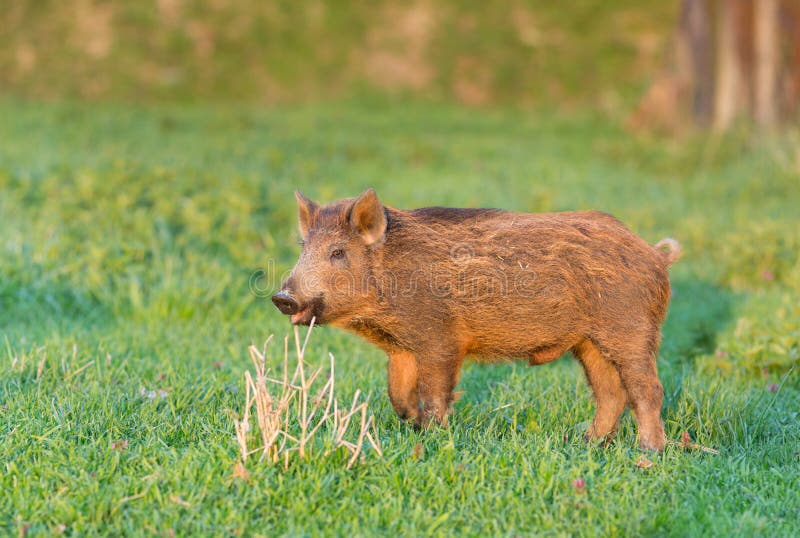Junger Wilder Eber, Der Mais Isst Stockfoto - Bild von pelz, laufen ...