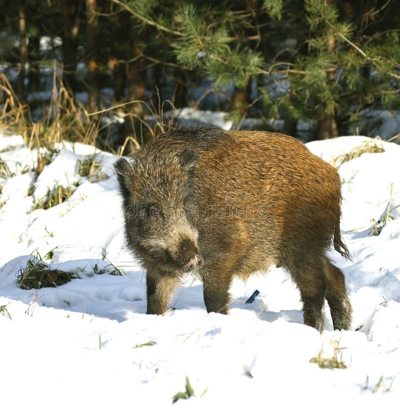 Wilder Eber stockfoto. Bild von rohling, gras, baum, schnee - 4645174