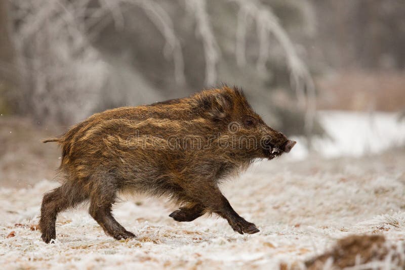 Eber stockbild. Bild von draussen, pelz, nave, nahaufnahme - 65561045