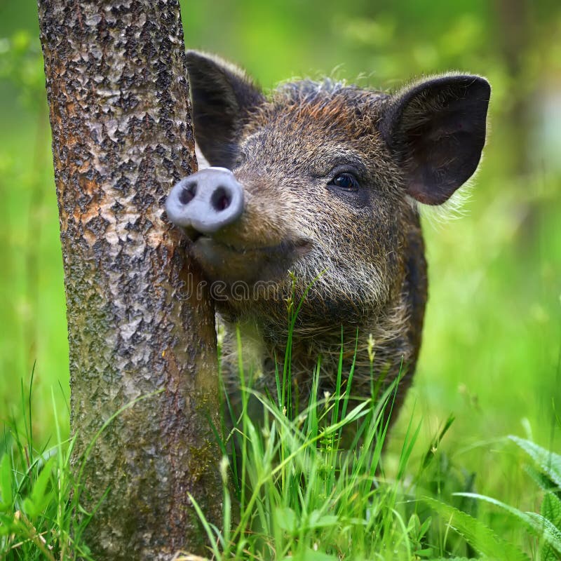 Wilder Eber auf dem Wald stockbild. Bild von porträt - 100979865
