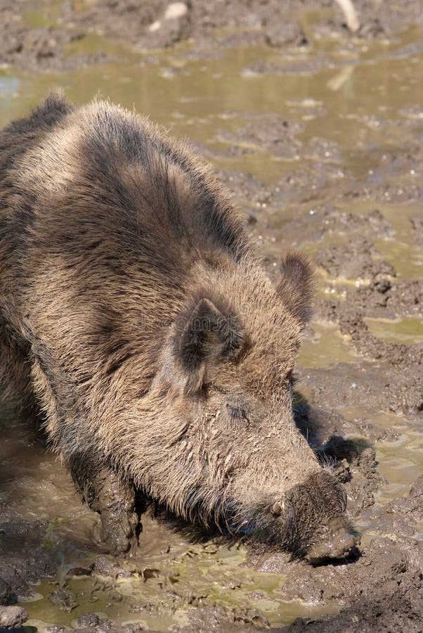 Wilder Eber, Der Im Schlamm Badet Stockbild - Bild von furcht, holz ...