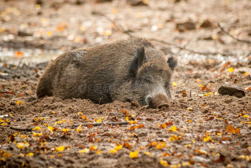 Weiblicher wilder Eber stockbild. Bild von schwein, field - 50706857