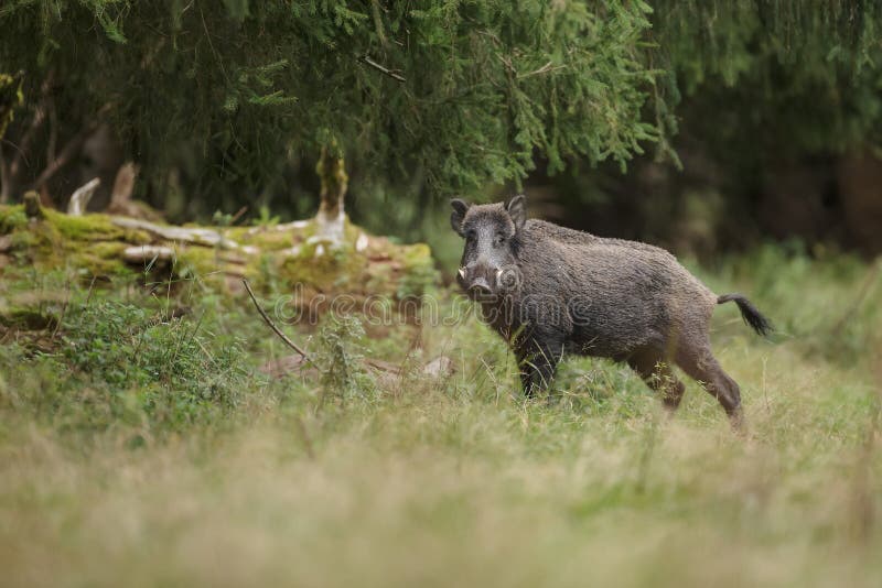Wilder Eber im alten Wald stockfoto. Bild von porträt - 65785884
