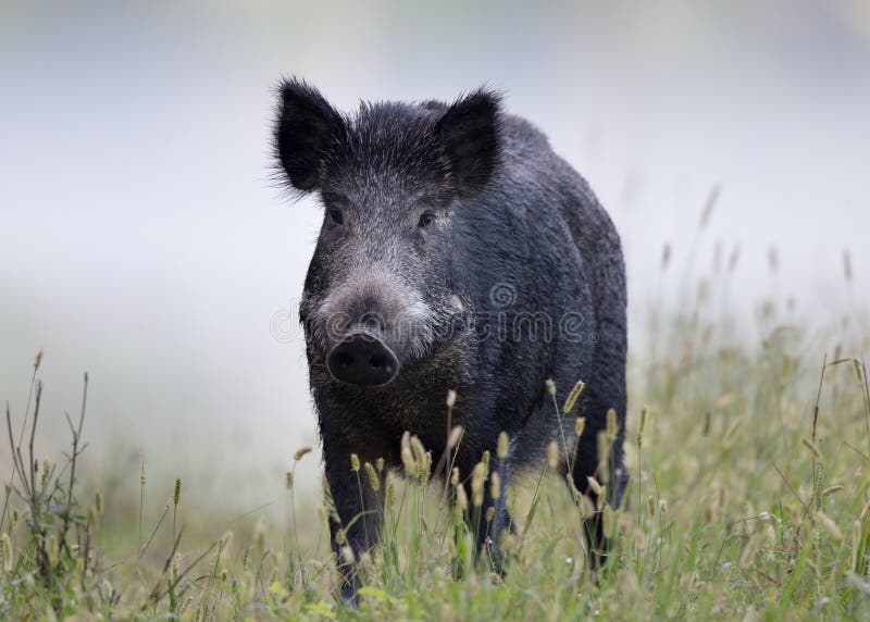 Wilder Eber im Nebel stockbild. Bild von umgebung, schön - 99746193