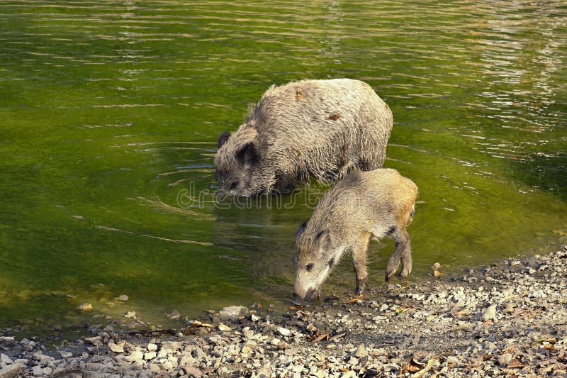 Wilder Eber Mit Knaben Tier Im Wald Stockbild - Bild von gras ...