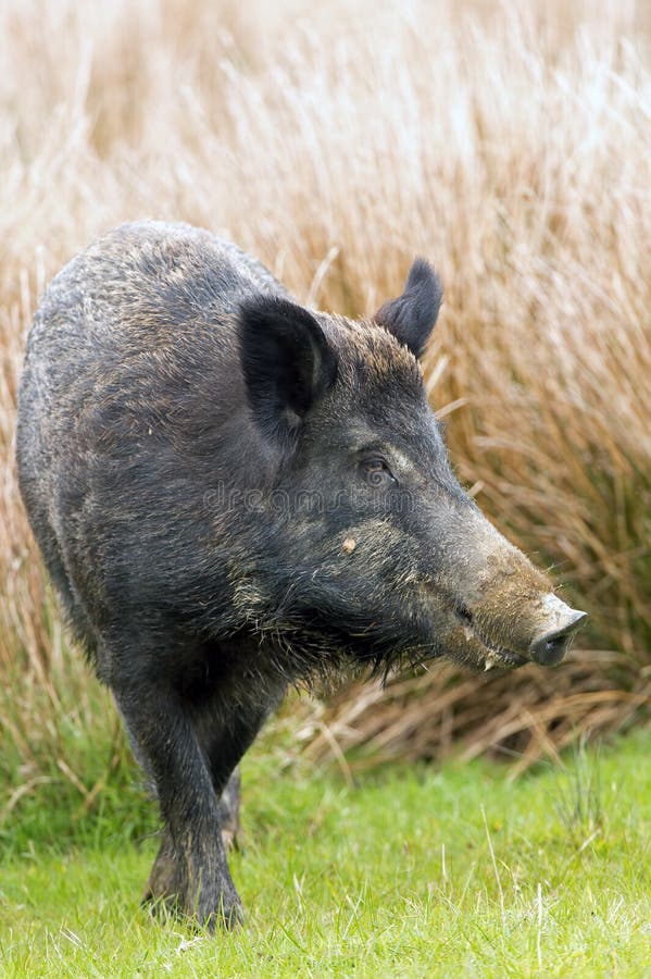 Wilder Eber Im Langen Gelben Gras Stockfoto - Bild von tier, rostig ...
