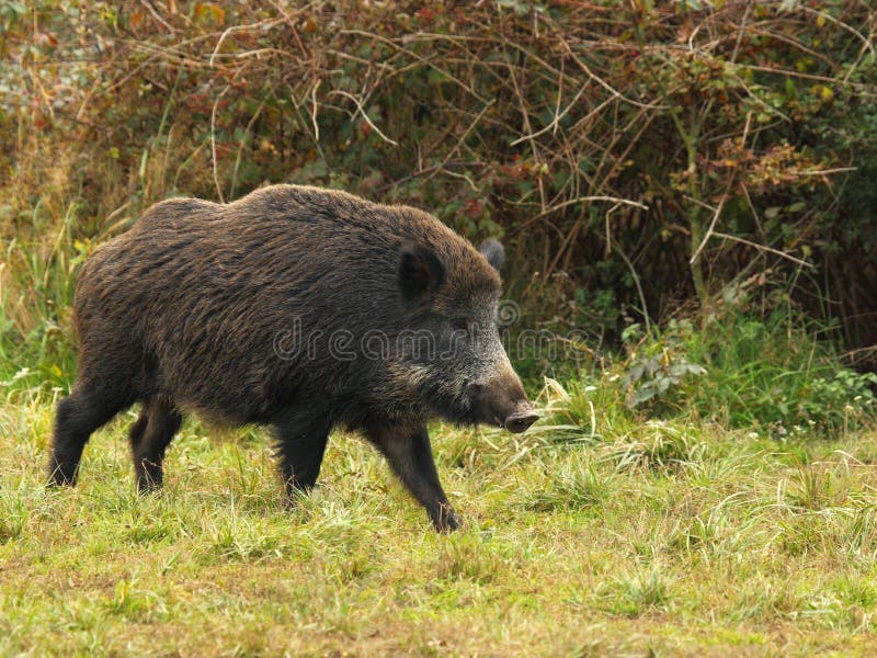 Wilder Eber Vor Einem Dickicht Stockbild - Bild von umgebung, leuchte ...