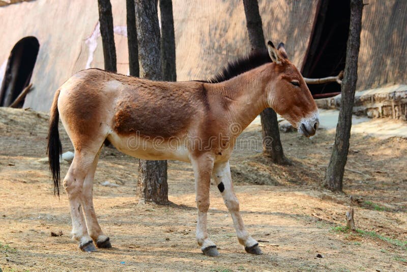 Esel im Berg stockbild. Bild von haustiere, säugetier - 11716605