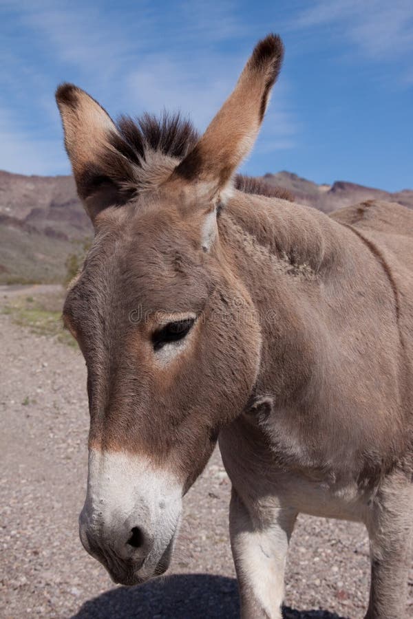 Wilder Esel Nahe Oatman, Arizona Stockbild - Bild von tier, wildnis ...