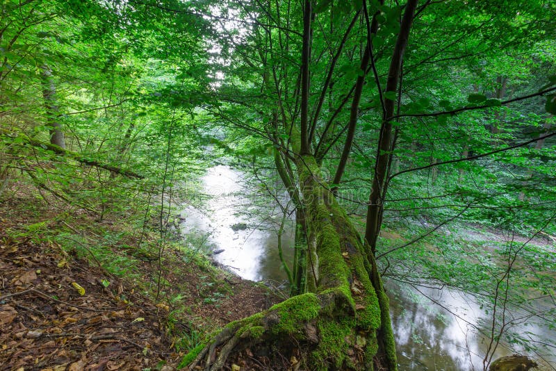 Wilder Europäischer Wald Im Sommer Stockbild - Bild von grün, frisch ...