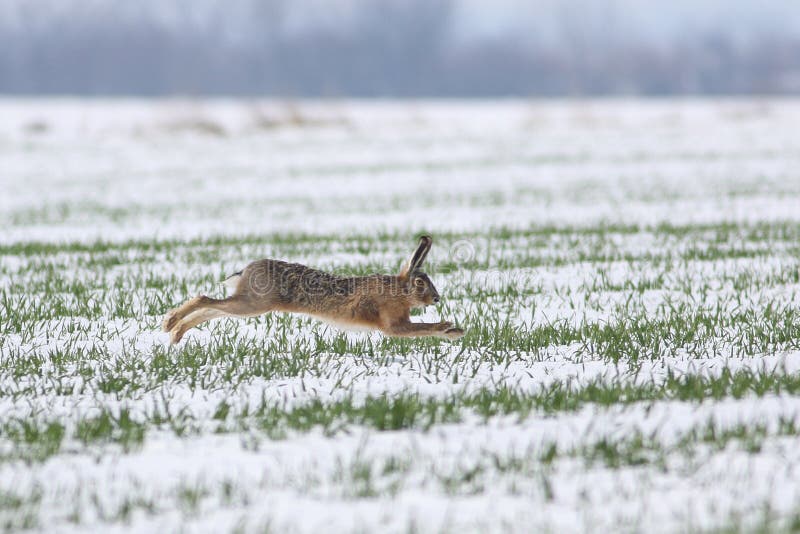 Wilder Hase Springt Auf Wiese Stockfoto - Bild von fauna, gras: 113047470