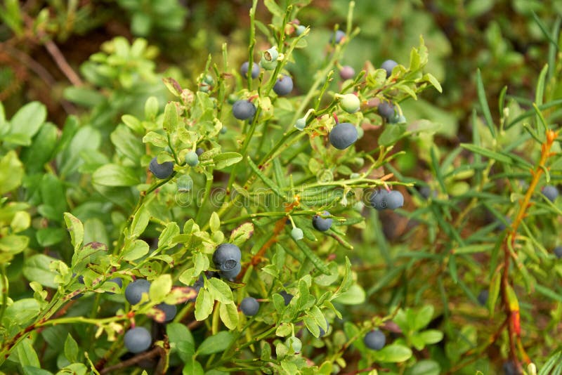 Wilder Heidelbeerbusch stockbild. Bild von getreide, reif - 37006401